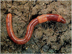 Eisenia andrei | KÖRnyezetvédelmi INFOrmáció