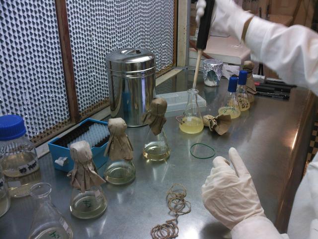 Preparation of the Aliivibrio fischeri inoculum | ENvironmental inFOrmation