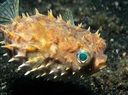 Állatok rendszerezése | KÖRnyezetvédelmi INFOrmáció