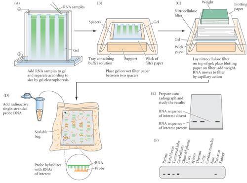 Northern blot vizsgálat menete | KÖRnyezetvédelmi INFOrmáció