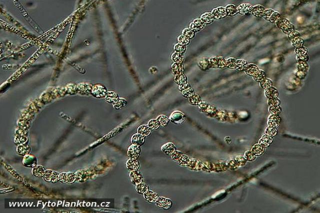 Anabaena circinalis | KÖRnyezetvédelmi INFOrmáció