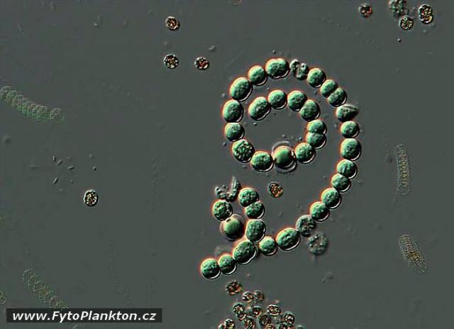 Anabaena spiroides | KÖRnyezetvédelmi INFOrmáció