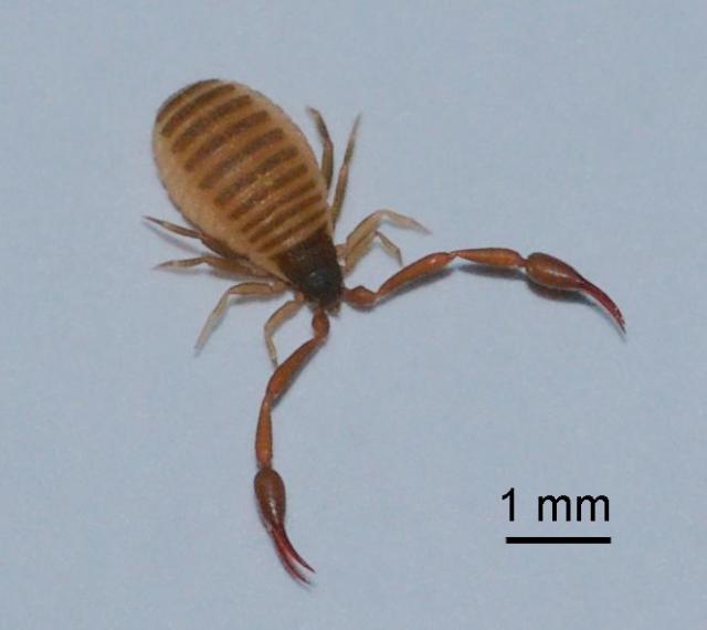 Könyvskorpió (Chelifer cancroides) | KÖRnyezetvédelmi INFOrmáció