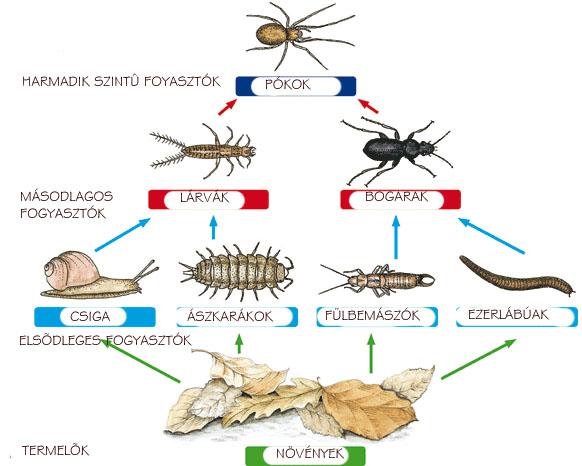 Talajlakó állatok | KÖRnyezetvédelmi INFOrmáció