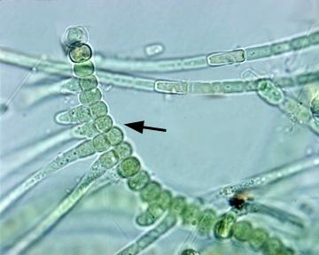 Fischerella sp. | KÖRnyezetvédelmi INFOrmáció
