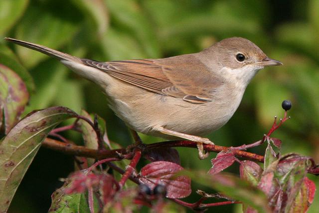 Mezei poszáta (Sylvia communis) | KÖRnyezetvédelmi INFOrmáció