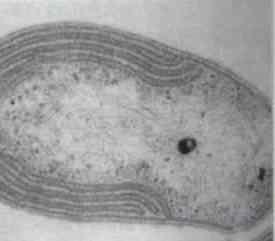 Nitrobacter sp. | KÖRnyezetvédelmi INFOrmáció
