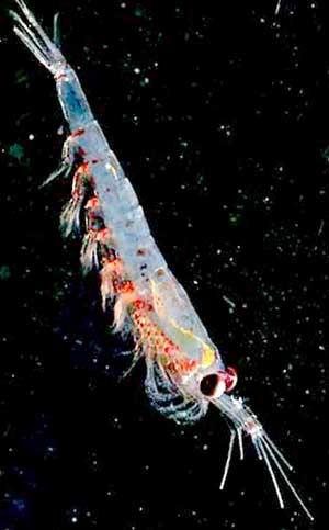 Plankton | KÖRnyezetvédelmi INFOrmáció