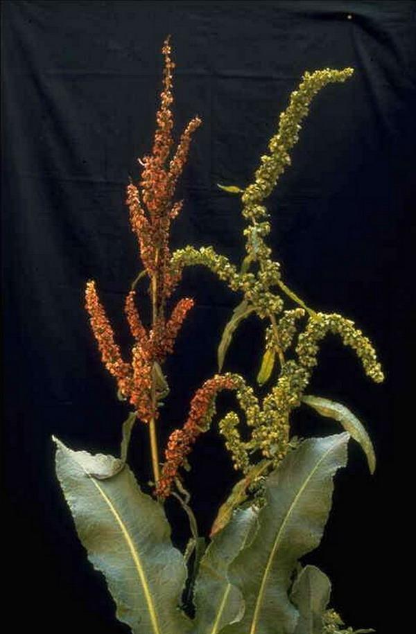 Lósóska fajok (Rumex spp.) | KÖRnyezetvédelmi INFOrmáció