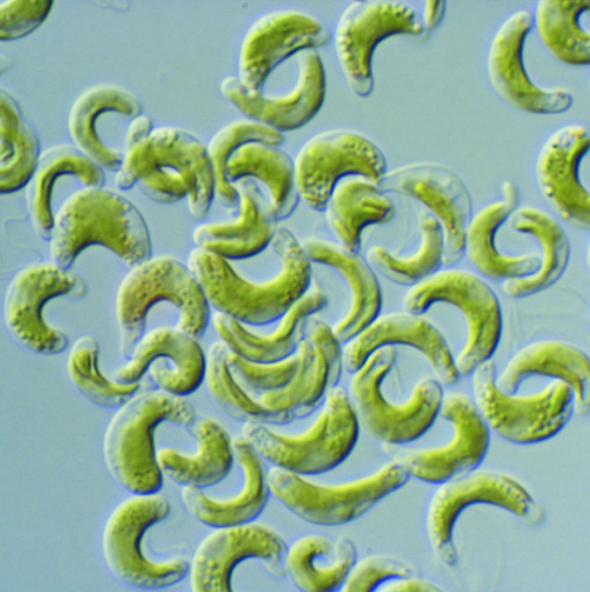 Selenastrum capricornutum Printz 1 | KÖRnyezetvédelmi INFOrmáció