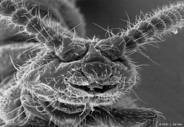 Campodea staphylinus | KÖRnyezetvédelmi INFOrmáció