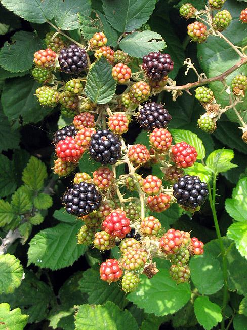 Szeder, fekete (Rubus fruticosus) | KÖRnyezetvédelmi INFOrmáció