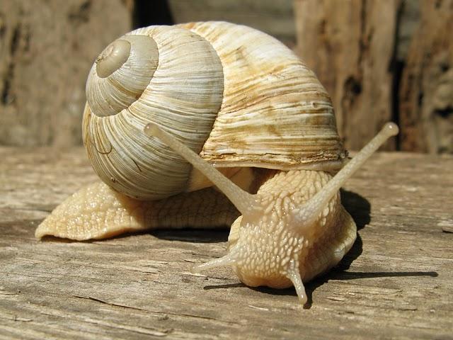 Éti csiga (Helix pomatia) | KÖRnyezetvédelmi INFOrmáció