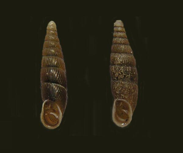 Kis orsócsiga (Cochlodina orthostoma) | KÖRnyezetvédelmi INFOrmáció