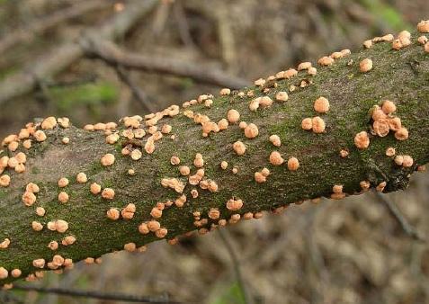 Maggombák (Pyrenomycetes) | KÖRnyezetvédelmi INFOrmáció