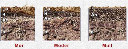 Humuszképződés | KÖRnyezetvédelmi INFOrmáció