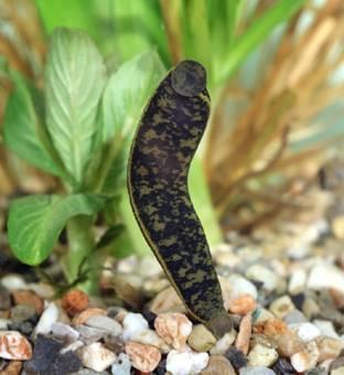 Orvosi pióca | KÖRnyezetvédelmi INFOrmáció