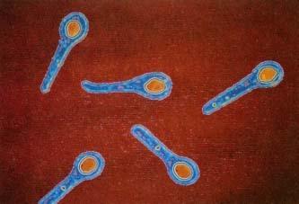 Tetanusz | KÖRnyezetvédelmi INFOrmáció